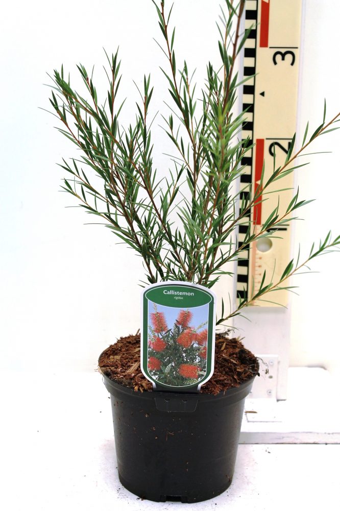 Callistemon citrinus 'Red Cluster' - Boomkwekerij Coonen