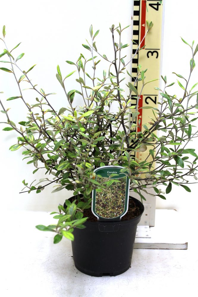 Corokia virgata 'Red Wonder' - Boomkwekerij Coonen