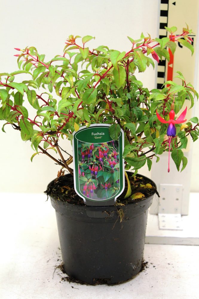 Fuchsia microphylla 'David' - Boomkwekerij Coonen