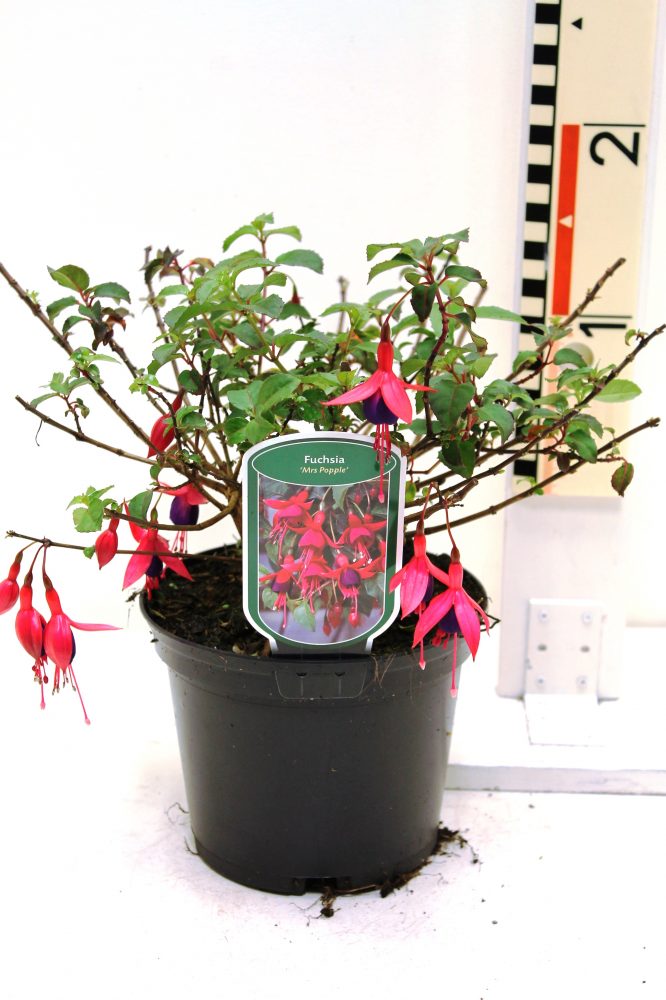 Fuchsia microphylla 'David' - Boomkwekerij Coonen