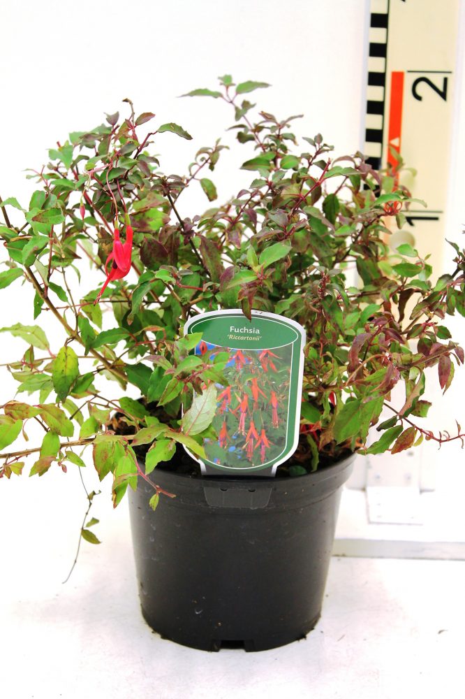 Fuchsia microphylla 'David' - Boomkwekerij Coonen