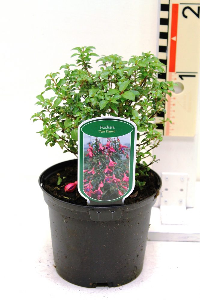 Fuchsia microphylla 'David' - Boomkwekerij Coonen