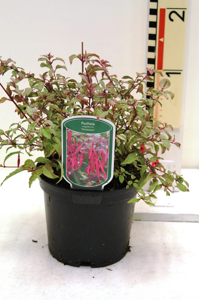 Fuchsia microphylla 'David' - Boomkwekerij Coonen