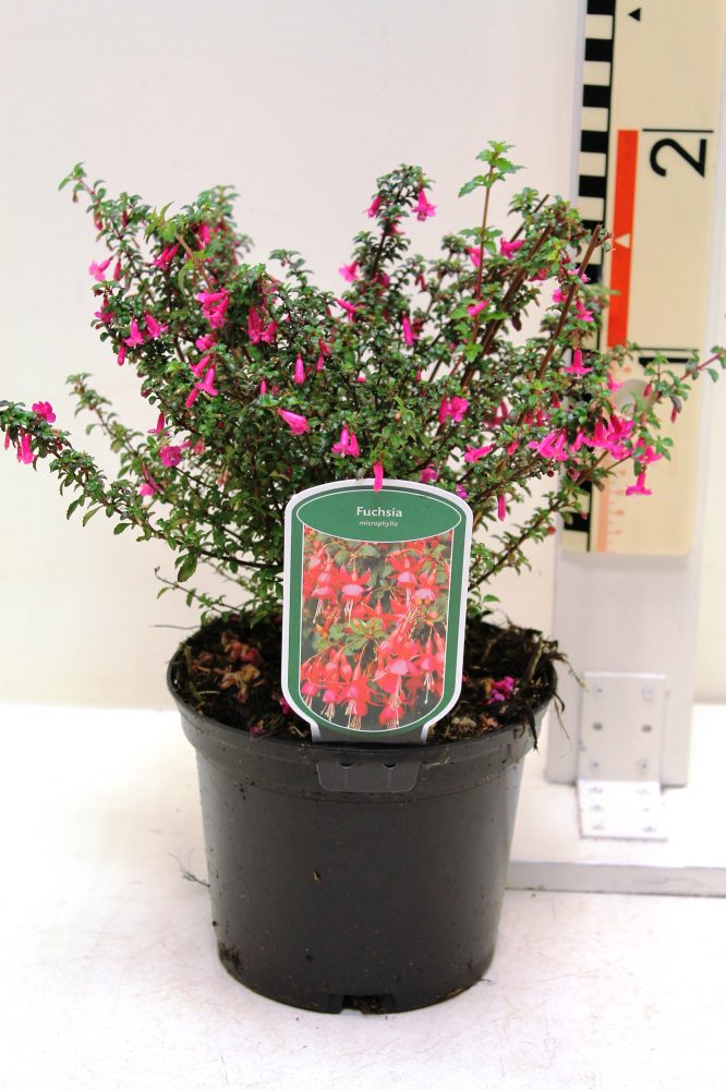 Fuchsia microphylla 'David' - Boomkwekerij Coonen