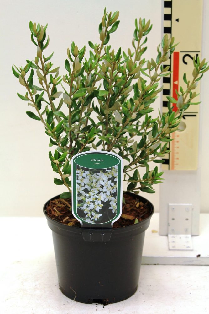 Olearia scilloniensis - Boomkwekerij Coonen