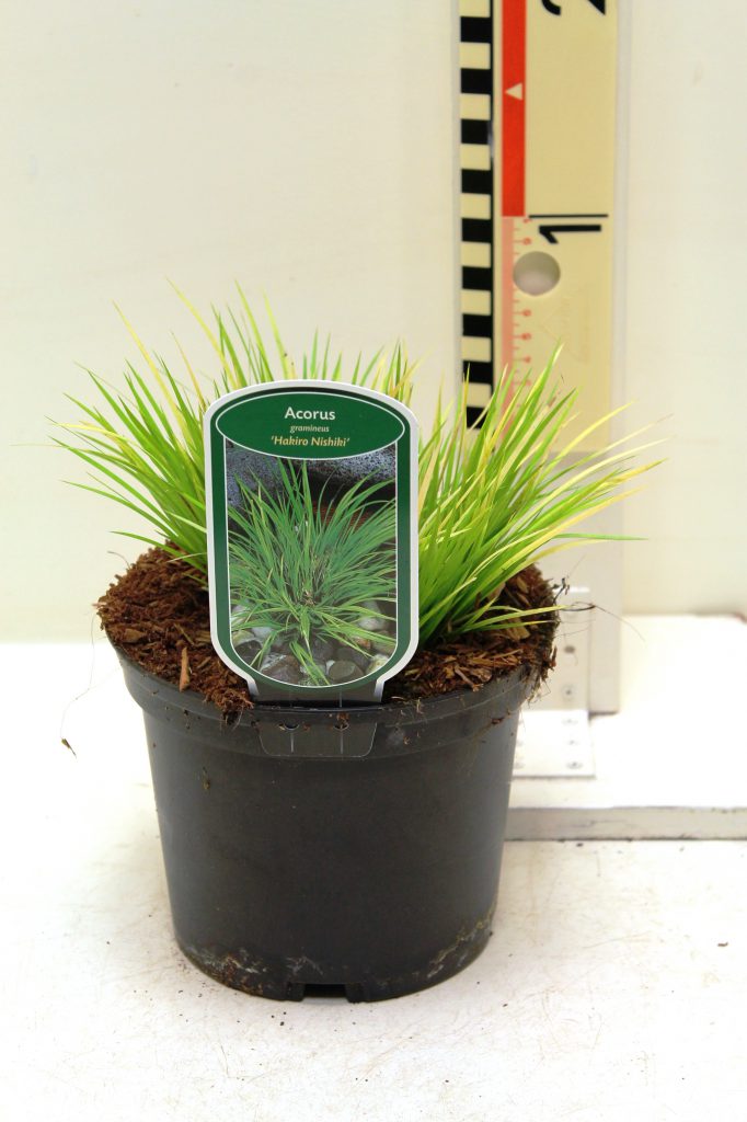 Acorus gramineus 'Hakiro Nishiki' - Boomkwekerij Coonen