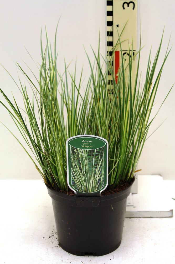 Acorus gramineus 'Hakiro Nishiki' - Boomkwekerij Coonen