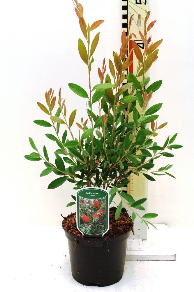 Callistemon citrinus 'Red Cluster' - Boomkwekerij Coonen