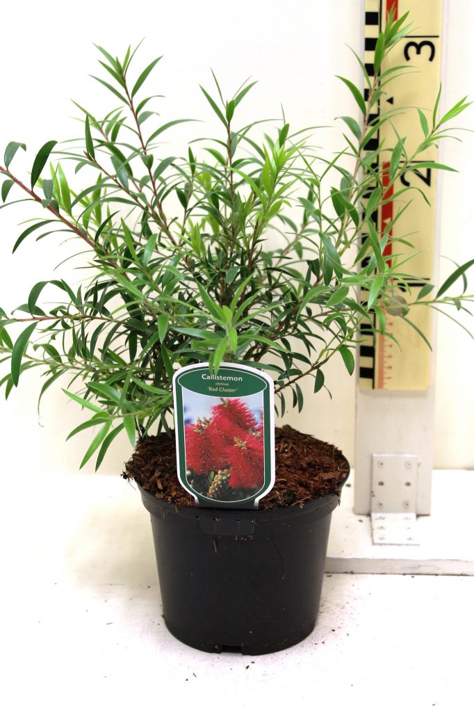 Callistemon citrinus 'Red Cluster' - Boomkwekerij Coonen