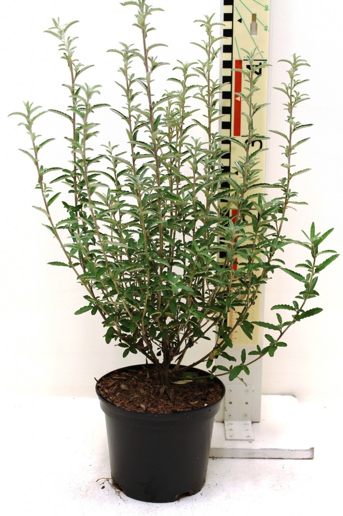 Olearia scilloniensis - Boomkwekerij Coonen