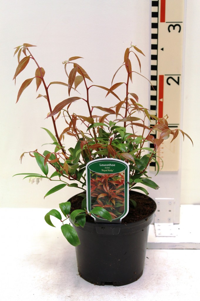 Leucothoe walteri 'Royal Ruby' - Boomkwekerij Coonen