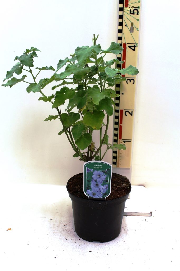 Lavatera 'Bleu Bird'(PBR) - Boomkwekerij Coonen